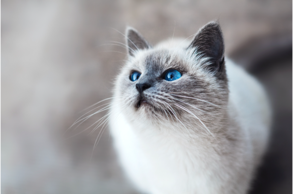 3 Signs of an Anxious Cat - Village Veterinary Care Clinic